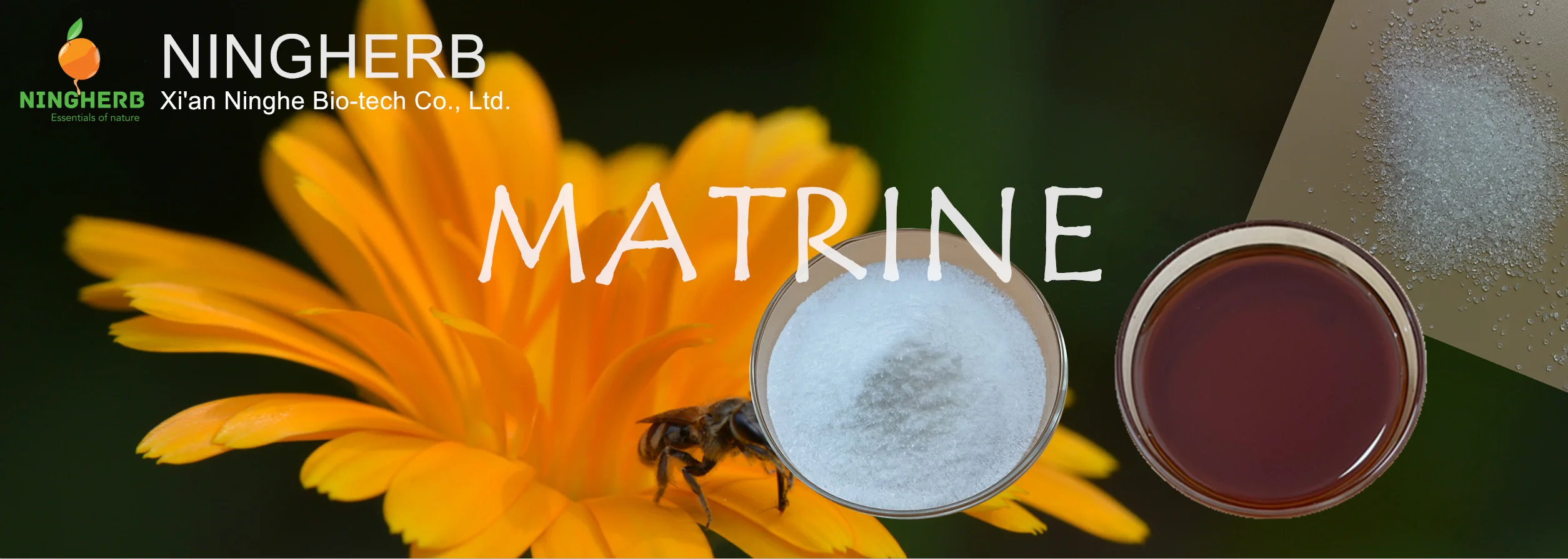 10% Matrine Ningherb Wholesale Natural Sophora Flavescents Extract ...