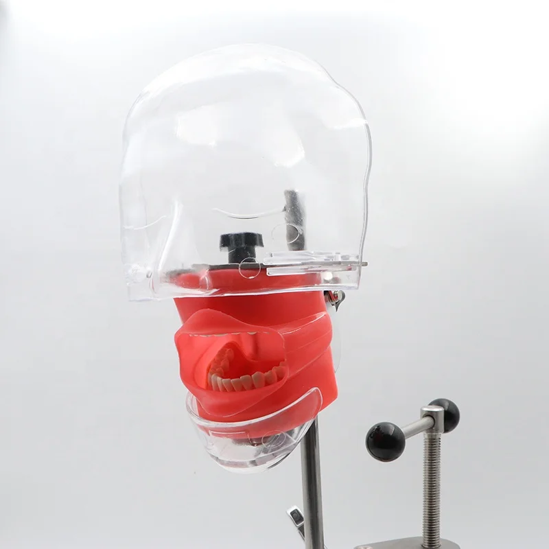 Dental Phantom Head Model For Teaching And Learning In Dental Classes ...