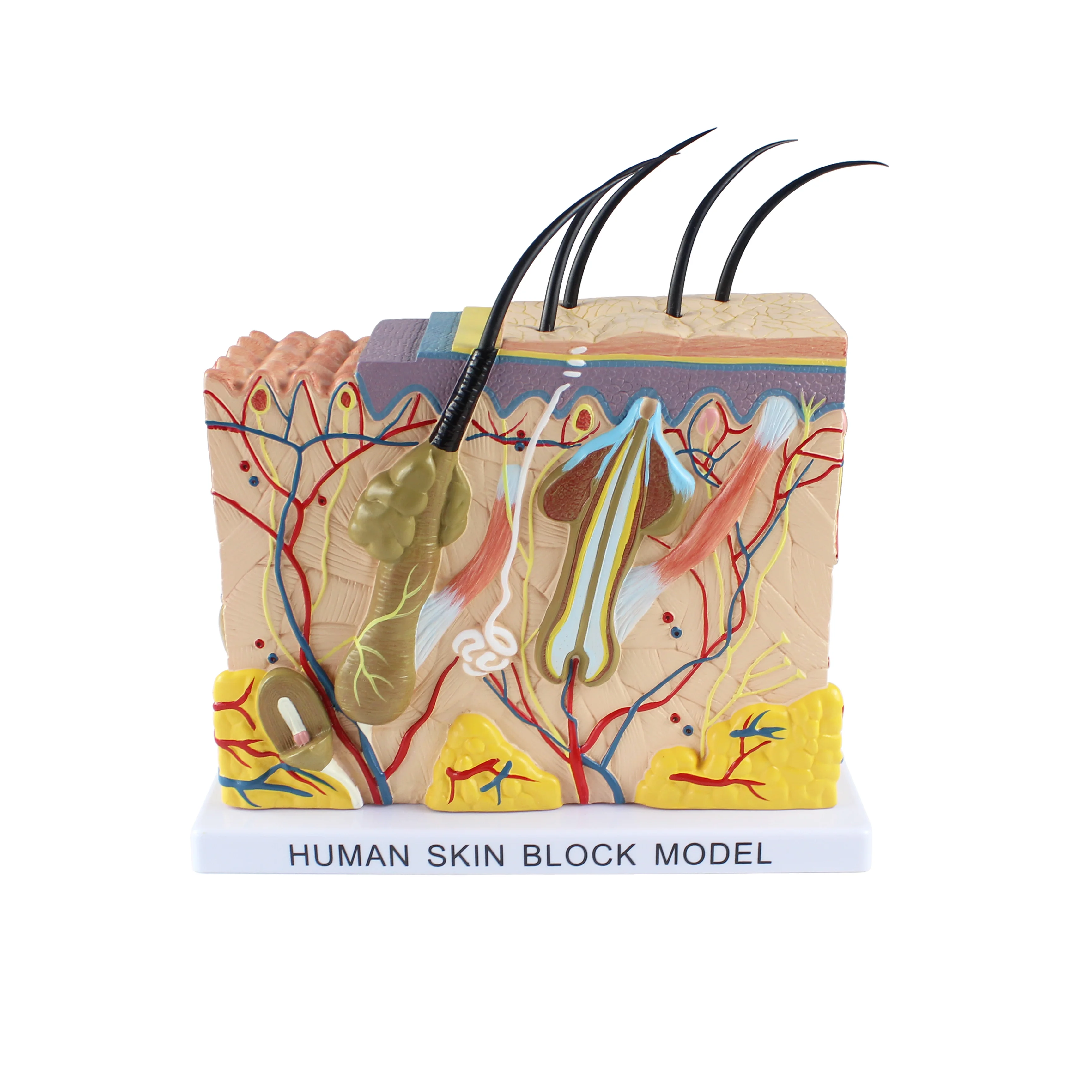 Medical Science Human Skin Section Anatomy Model 70X Skin Enlarged ...