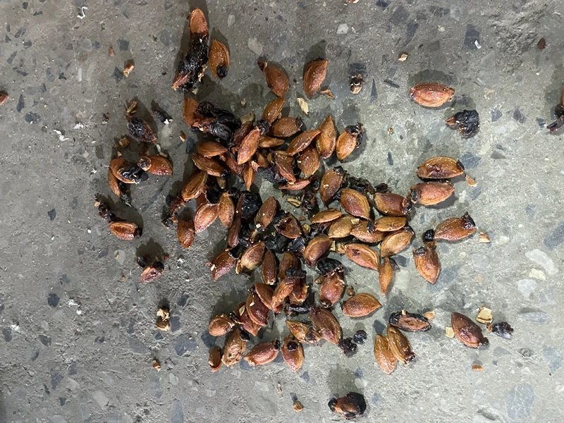 Automatic Dried Prune Pitting Machine - High Efficiency