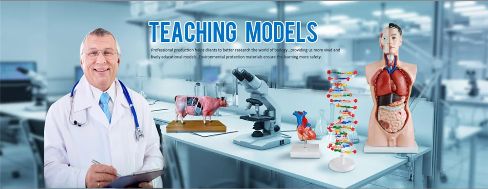 Male Pelvic Anatomical Display Model - Medical Education