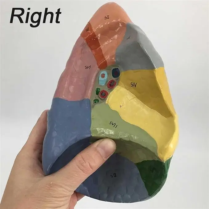 Human Lung Segment Model Respiratory System Lung Segment Model Medical ...