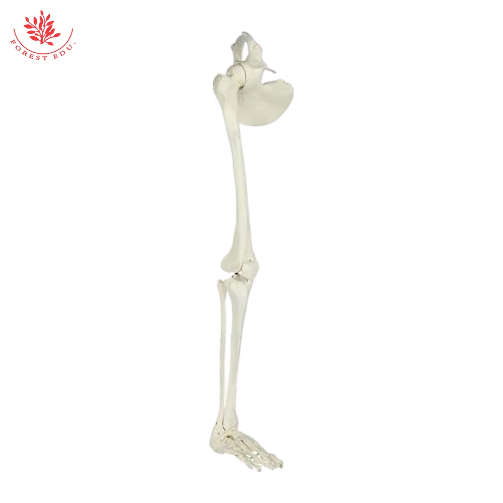 Lower Limb Bone Model - Tbiofibula, Femur with Hip