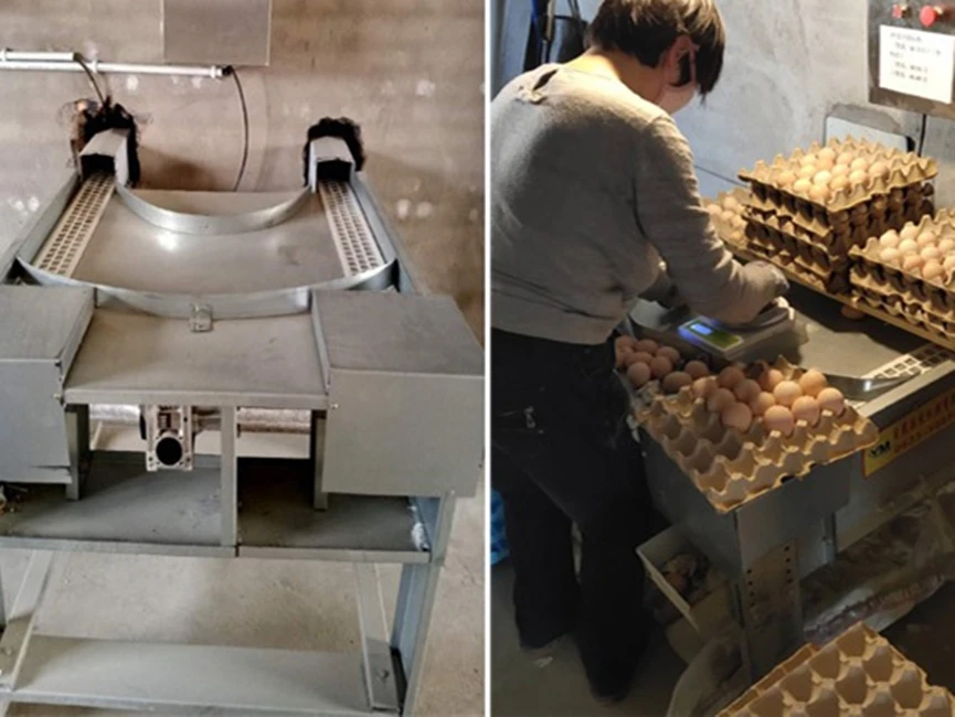 Automatic Layer Nest System for Efficient Egg Collection