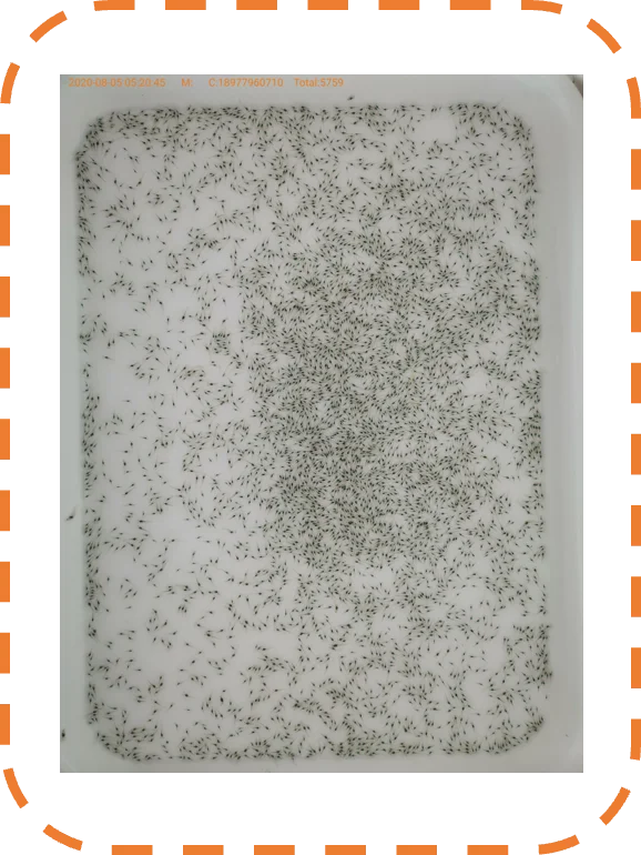 Automated Shrimp Seedling Counter For Shrimp Hatcheries - Buy High ...