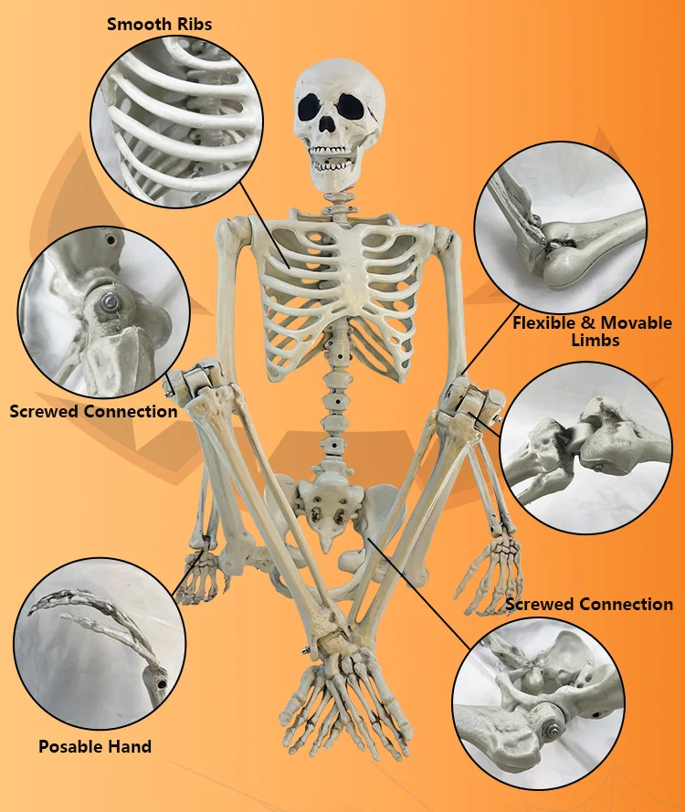 Life Size Halloween Skeleton - Realistic & Adjustable Joints