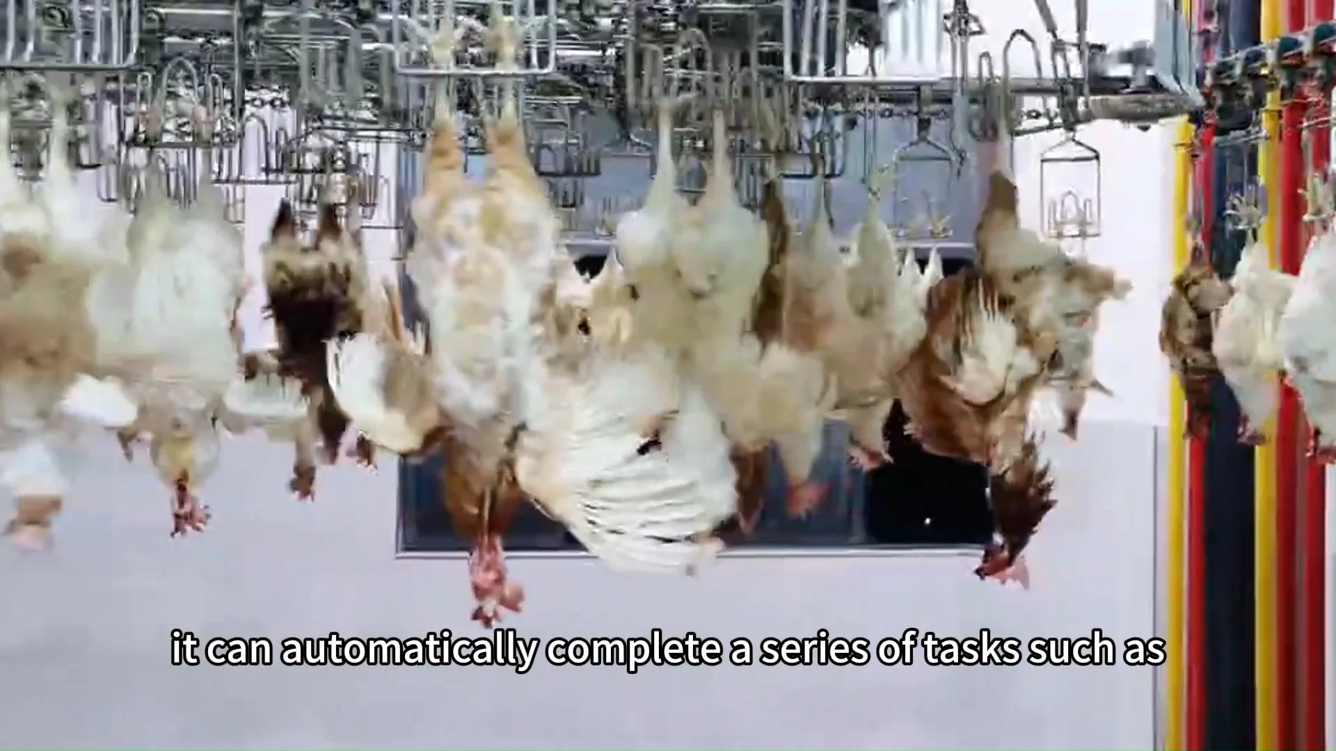 1000bph With Grader Killing Slaughter Cone Manual Chicken Slaughter ...