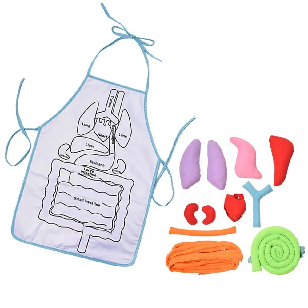 3d Organ Anatomy Apron Kids Anatomy Apron For Home Preschool Teaching ...