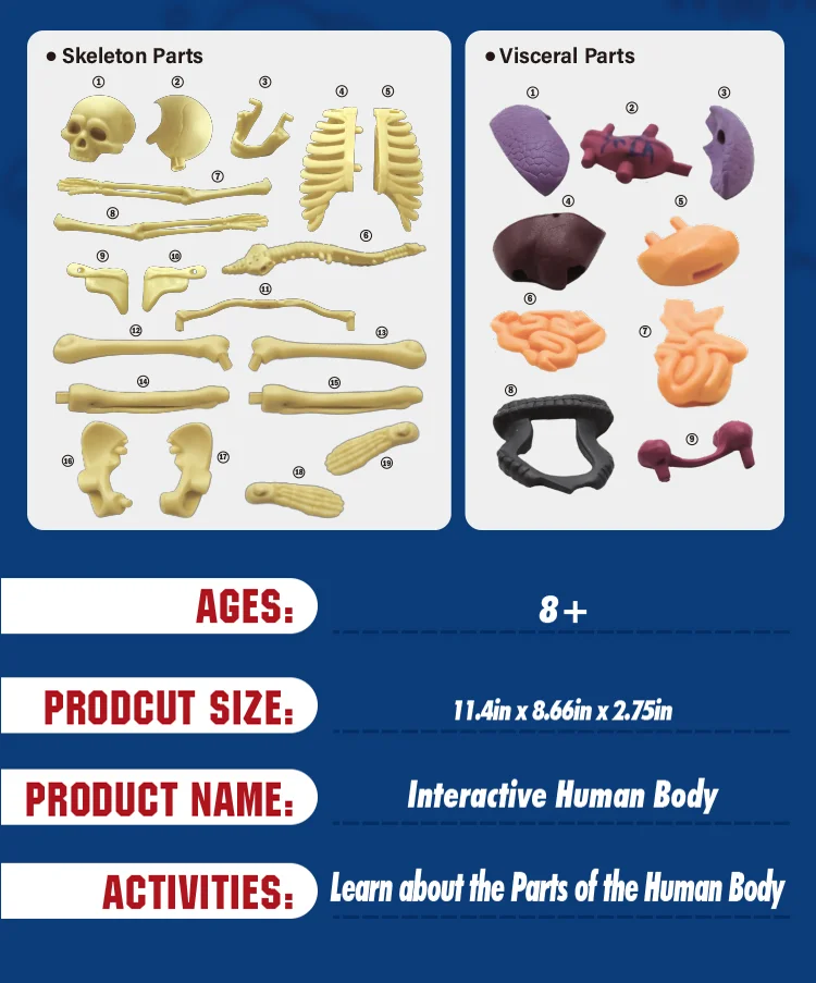 Educational 3d Model Scientific Blocks Model Building Toys Human ...