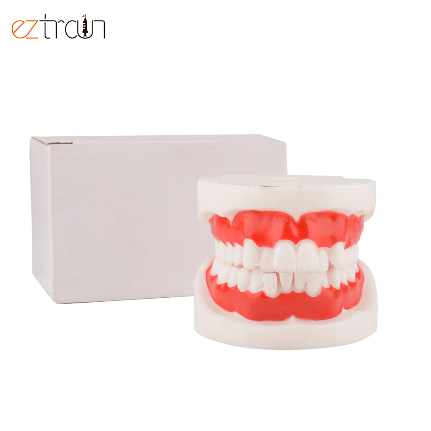 Distal Occlusion Mesial Occlusion Dental Education Models - Buy Distal ...