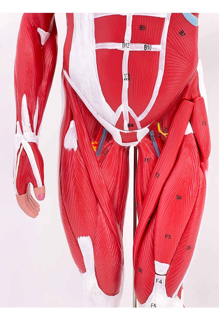 Removable 78cm Medical Muscle Anatomy Model for Educational Use ...