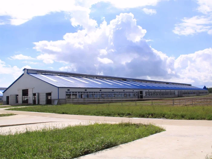 Dairy Farm Steel Structure Milking Cows Shed Room Steel Structure Dairy ...