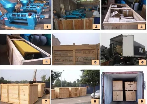 Sacha Inchi Oil Extracting Machine Cooking Oil Manufacturing Machine ...