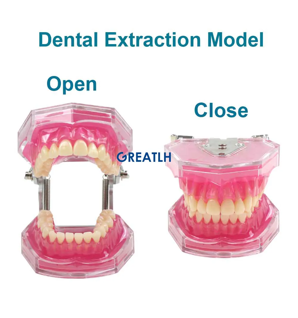 Removable Teeth Typodont Teeth Dental Orthodontic Teaching Model Dental ...