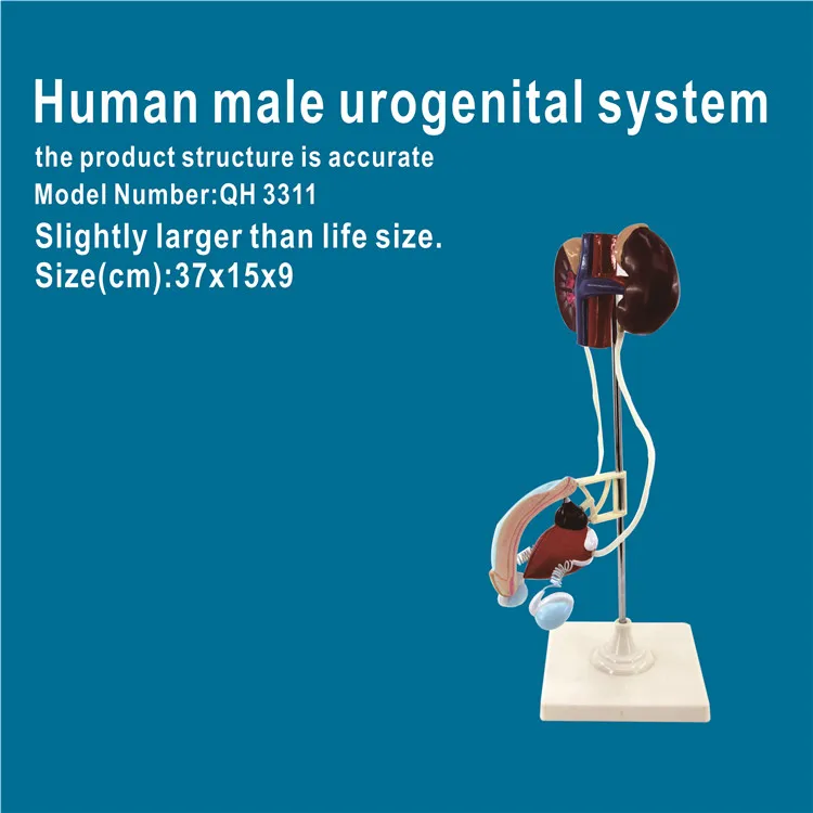 Anatomical Model of the Human Urinary System - Male & Female