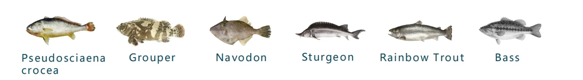 Aquaculture Fish Counting Machine Detection and Counting of Fish and ...