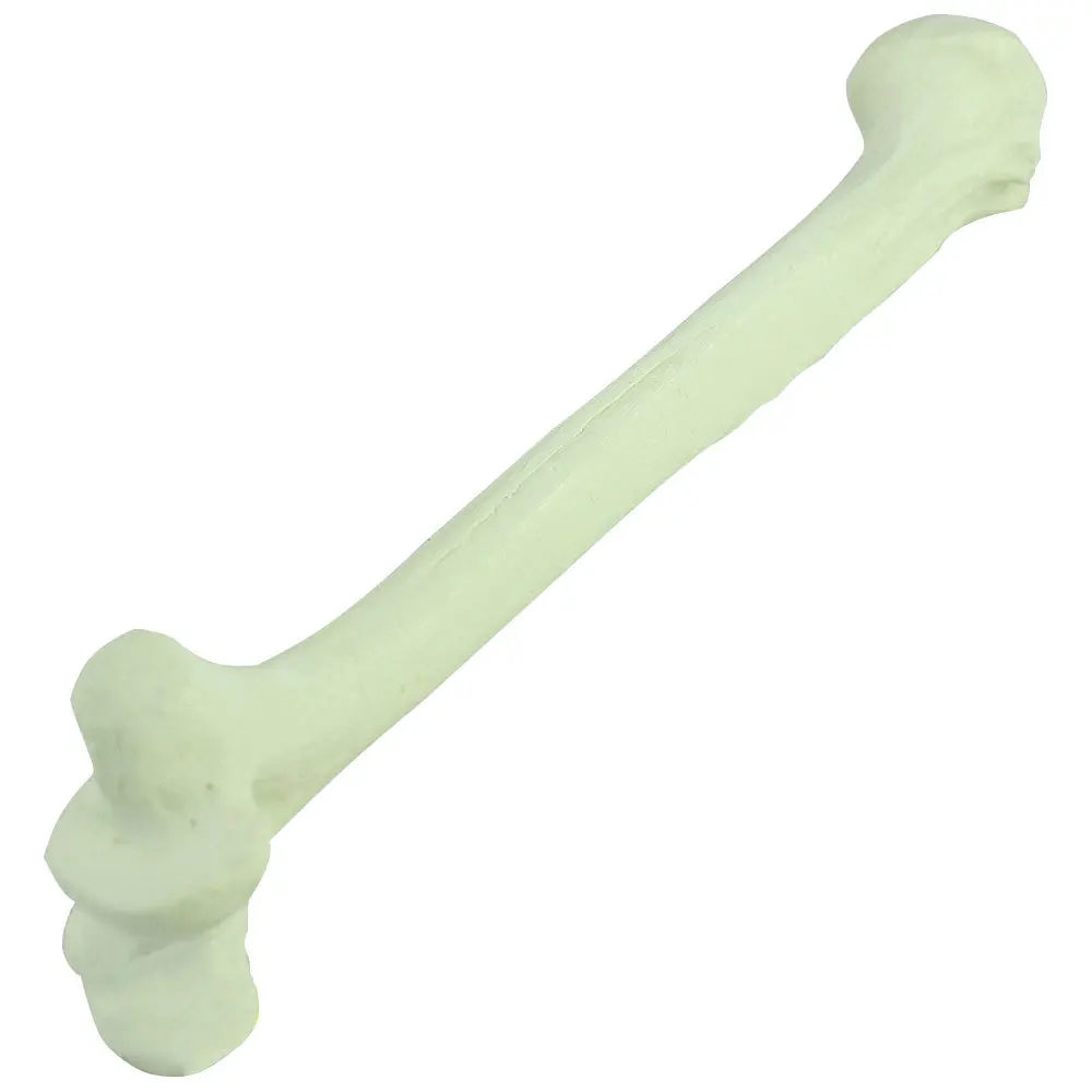 Femur Bone Model - Educational Tool for Orthopaedic Training