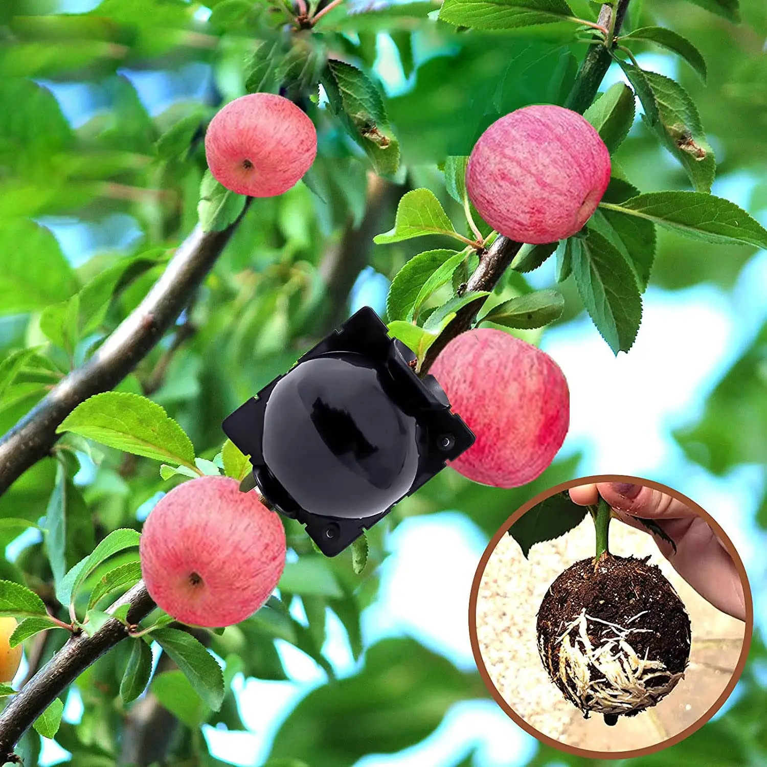 Modern Plastic Plant Rooting Ball - Eco-Friendly Propagation Tool