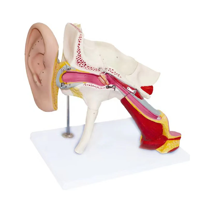 Medical Science Ear Model - Detailed Anatomy for Education