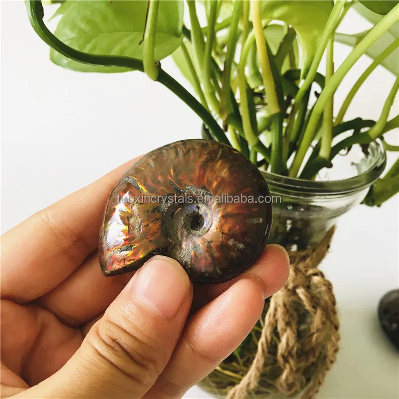 Natural Snail Shells Conch Specimen Fossil Ammolite Gem Spiral Shell ...