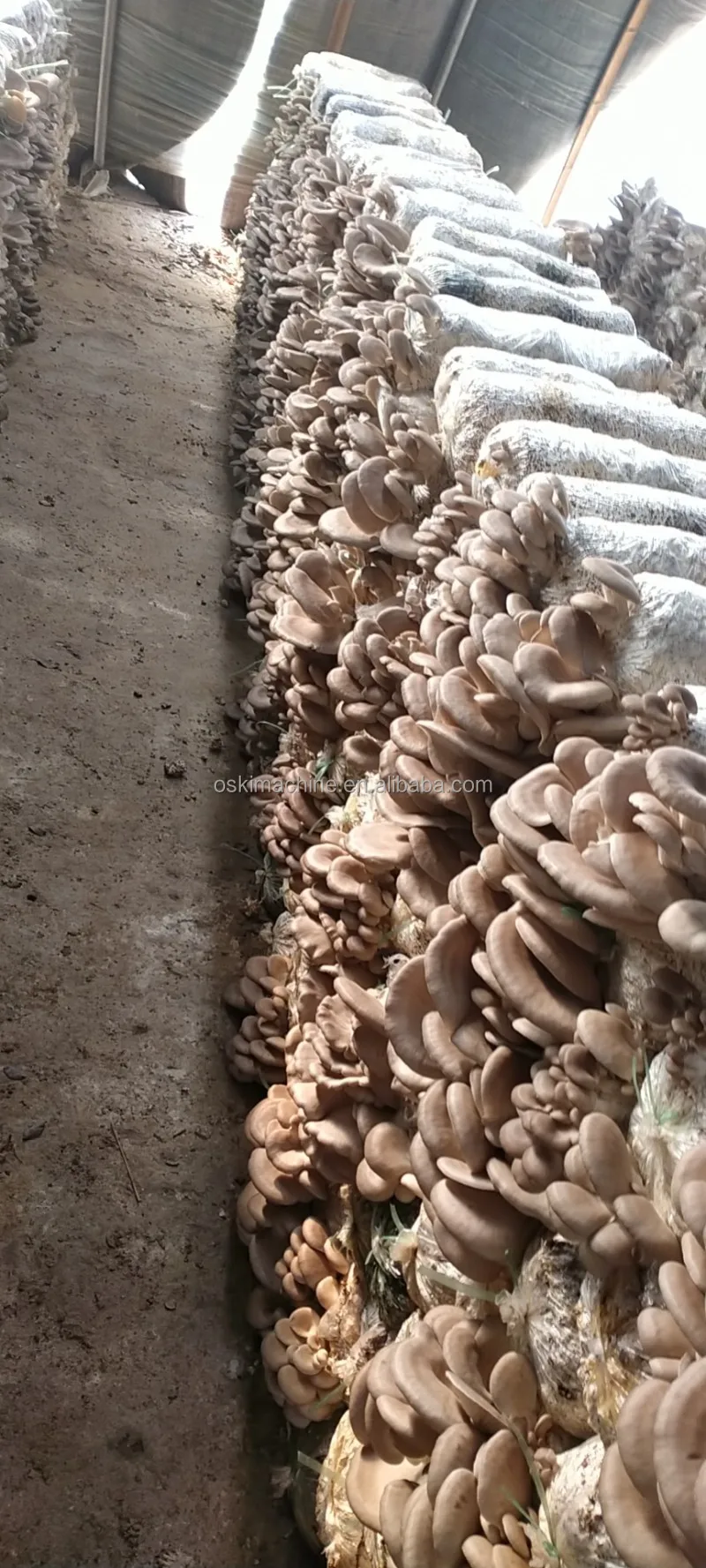 Commercial Oyster Mushroom Spawn Substrate Growing Bag Filling Machine ...