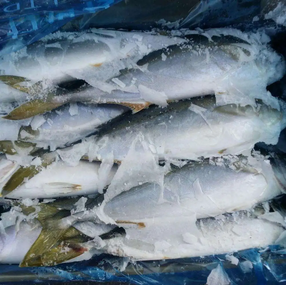 Direct Supply of Korean Frozen Yellow Tail Fish - Handlaid