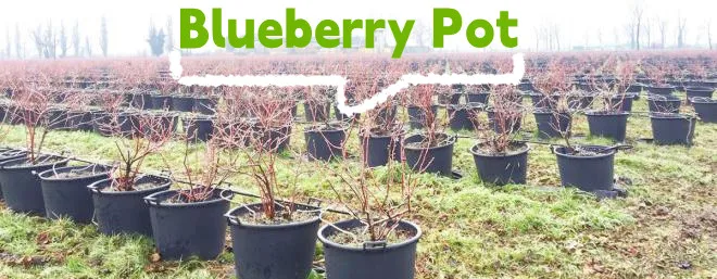 Hydroponic Growing Blueberry Bushes In Pots Reusable Excellent Planting ...