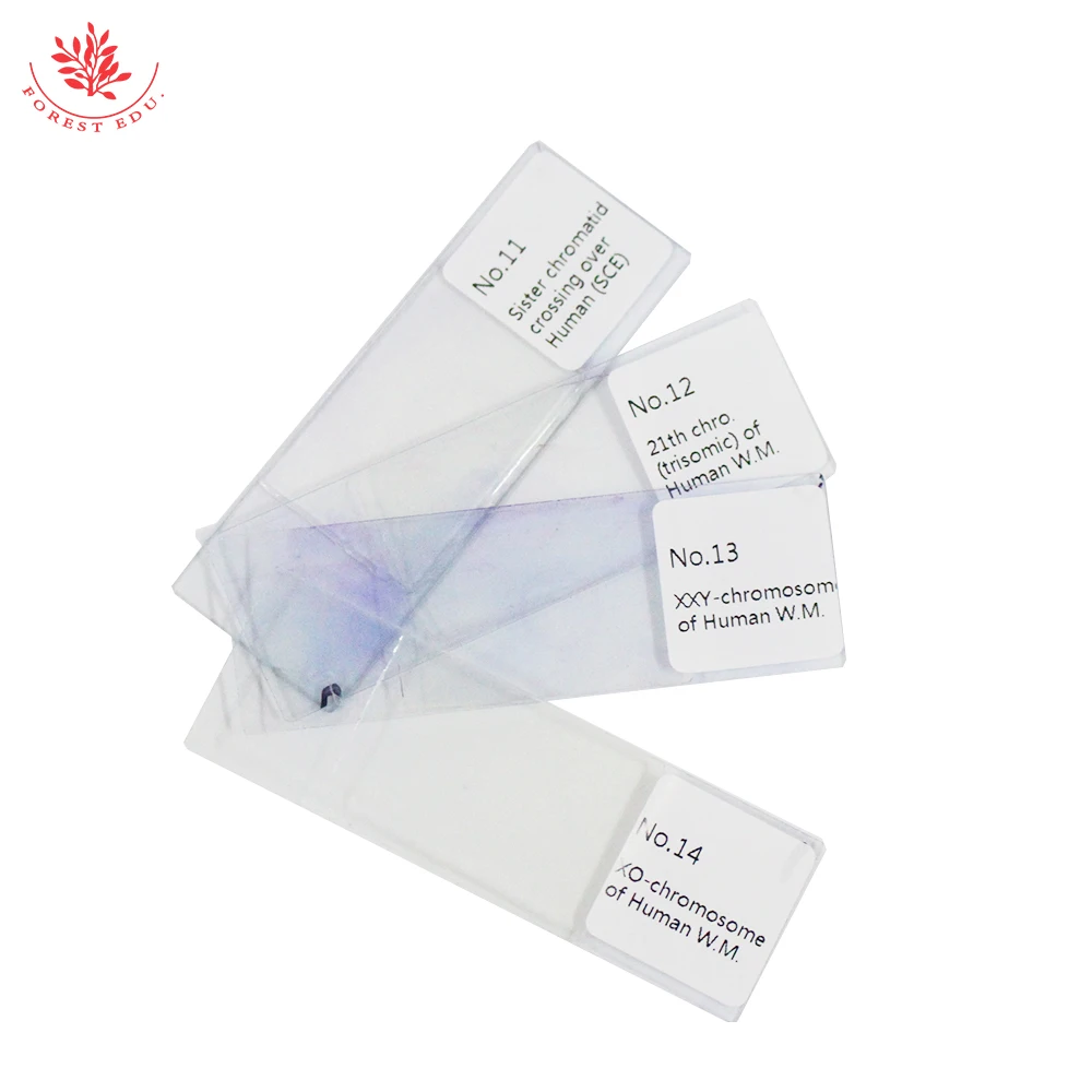 Teaching Resources And Educational Equipment School And Medical Hot ...