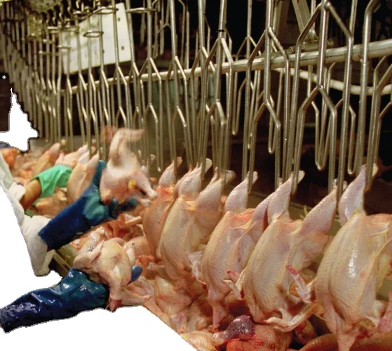 Poultry Bleeding Automatic Convey Rail In Slaughtering Line - Buy Stun ...