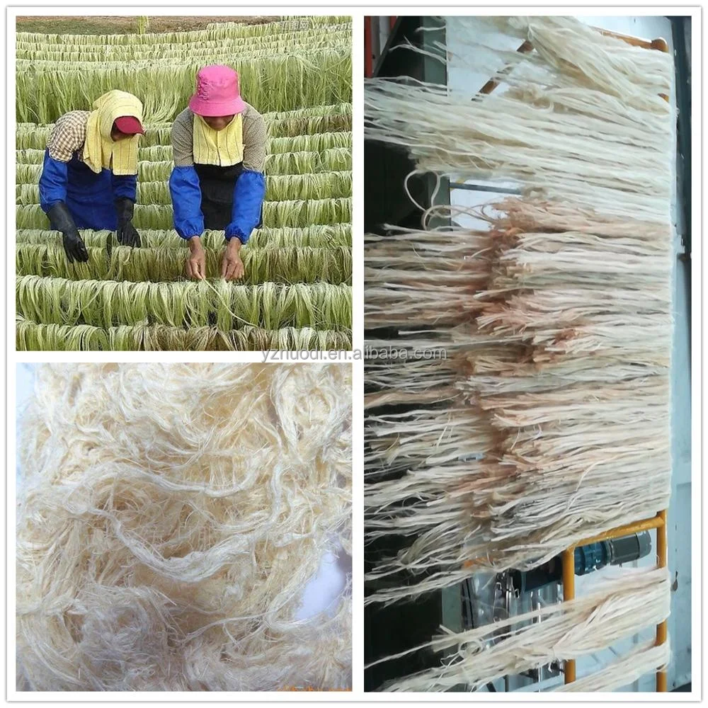 Banana Fibre Extraction Machine - Efficient & Easy to Use