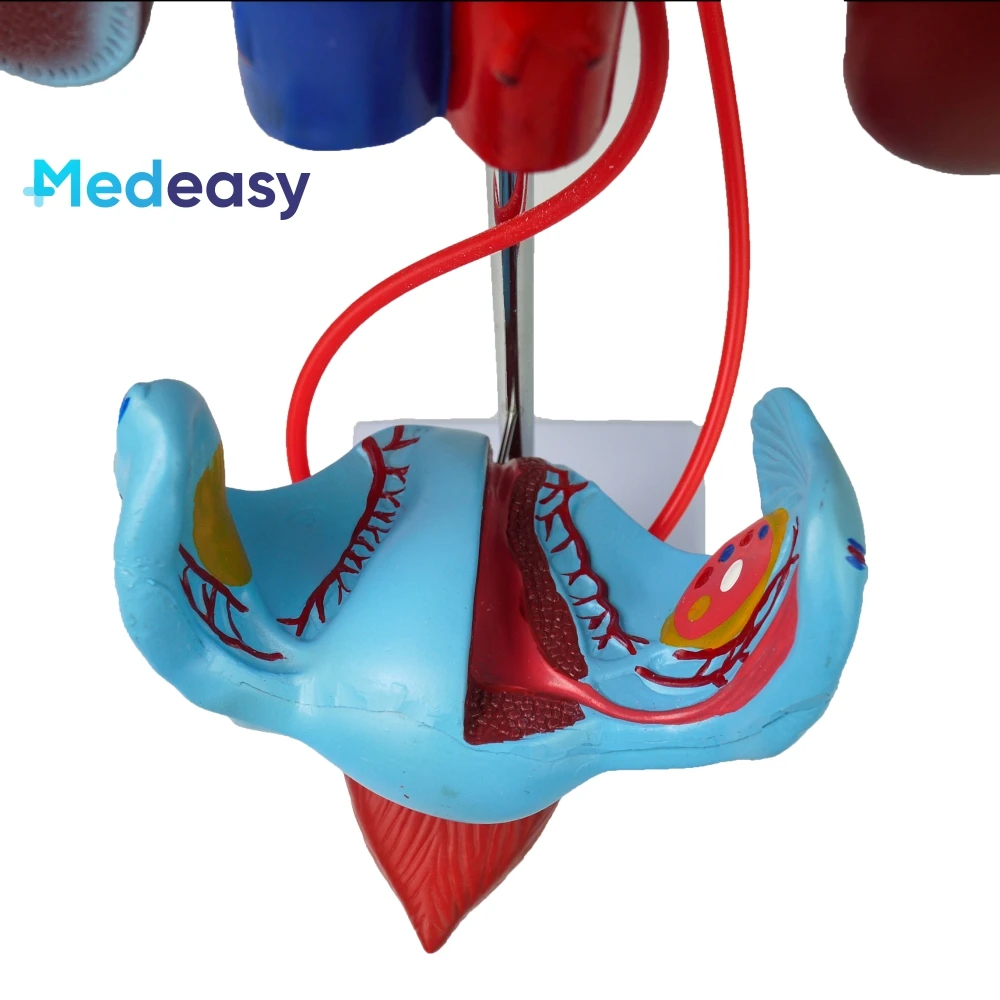 Male and Female Genitourinary System Model, KKdney Anatomy Mold ...