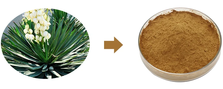 Pincredit Yucca Schidigera Powder Extract 60% - Feed Grade