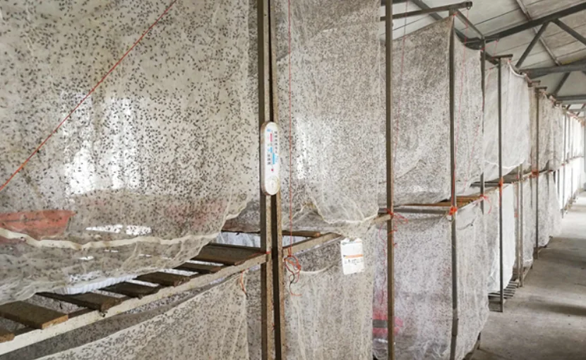 Customizable Black Nylon Breeding Mesh Cage for Flies - 2x1x1m - ODM ...