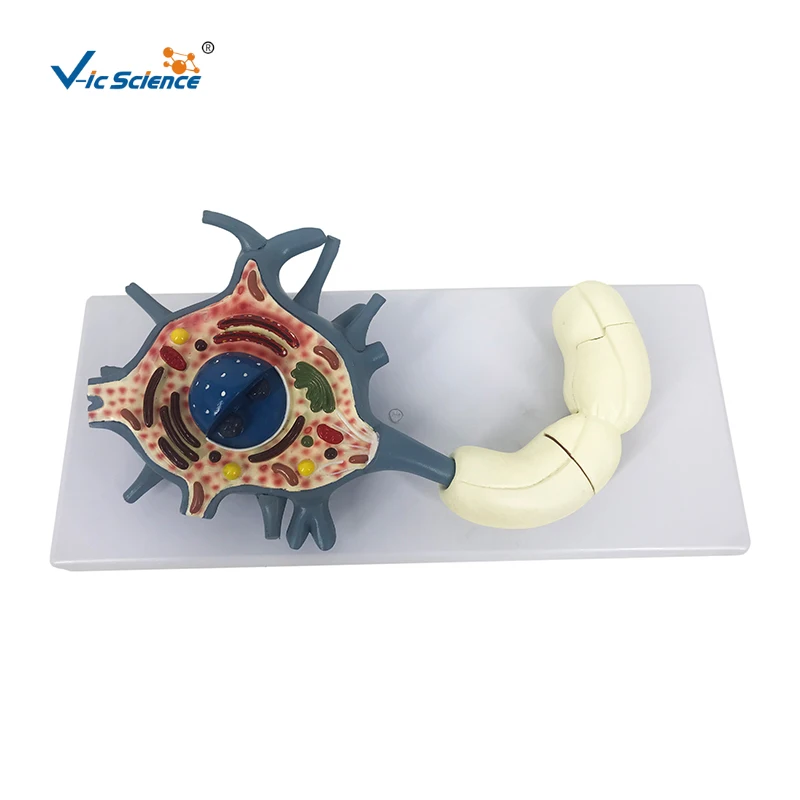 Neuron 2 Parts Nervous System Neuron Model - Buy Neuron 2 Parts Nervous ...