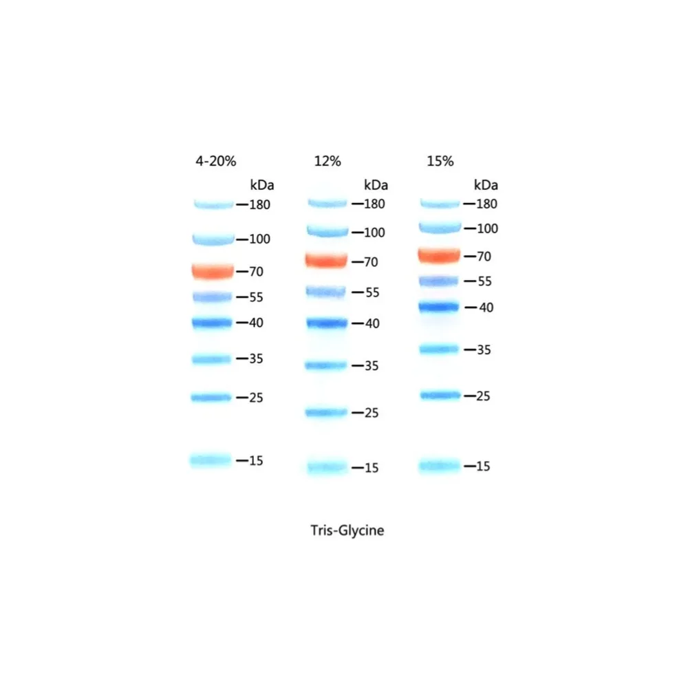 15-180KD Prestained Protein Ladder for SDS-PAGE & Western Blot