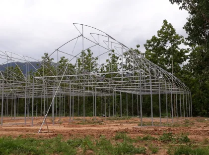 Multi-span Greenhouse for Tomato - Easy Installation