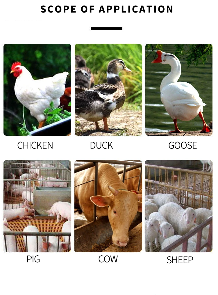 Broiler Booster Growth Promoter Chicken Growth Promoters For Poultry ...