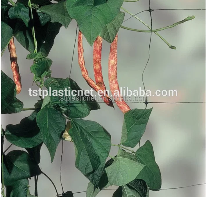 Tomato Support Mesh/climbing Net For Plan/scrog White Plant Support Net ...