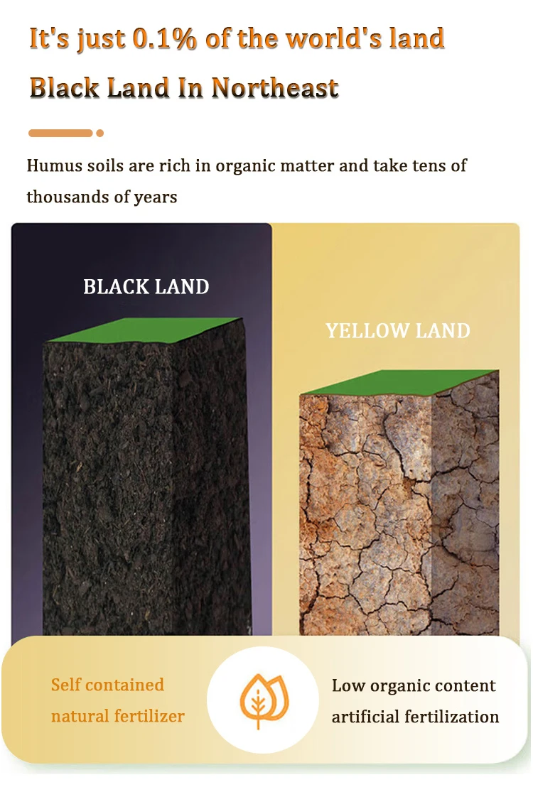 Fresh Corn Black Waxy Maize - Ready-to-Eat & Non GMO