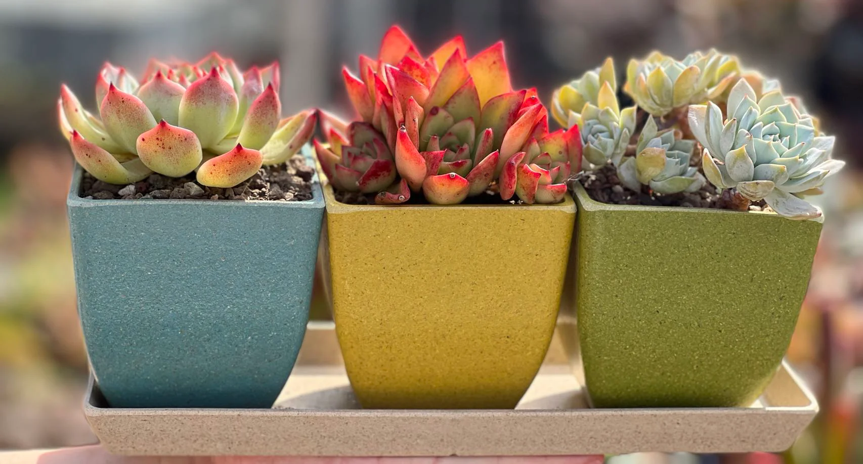 Pioneera Modern Plant Pot Set With Tray Eco Colorful Flower Pot Made Of ...