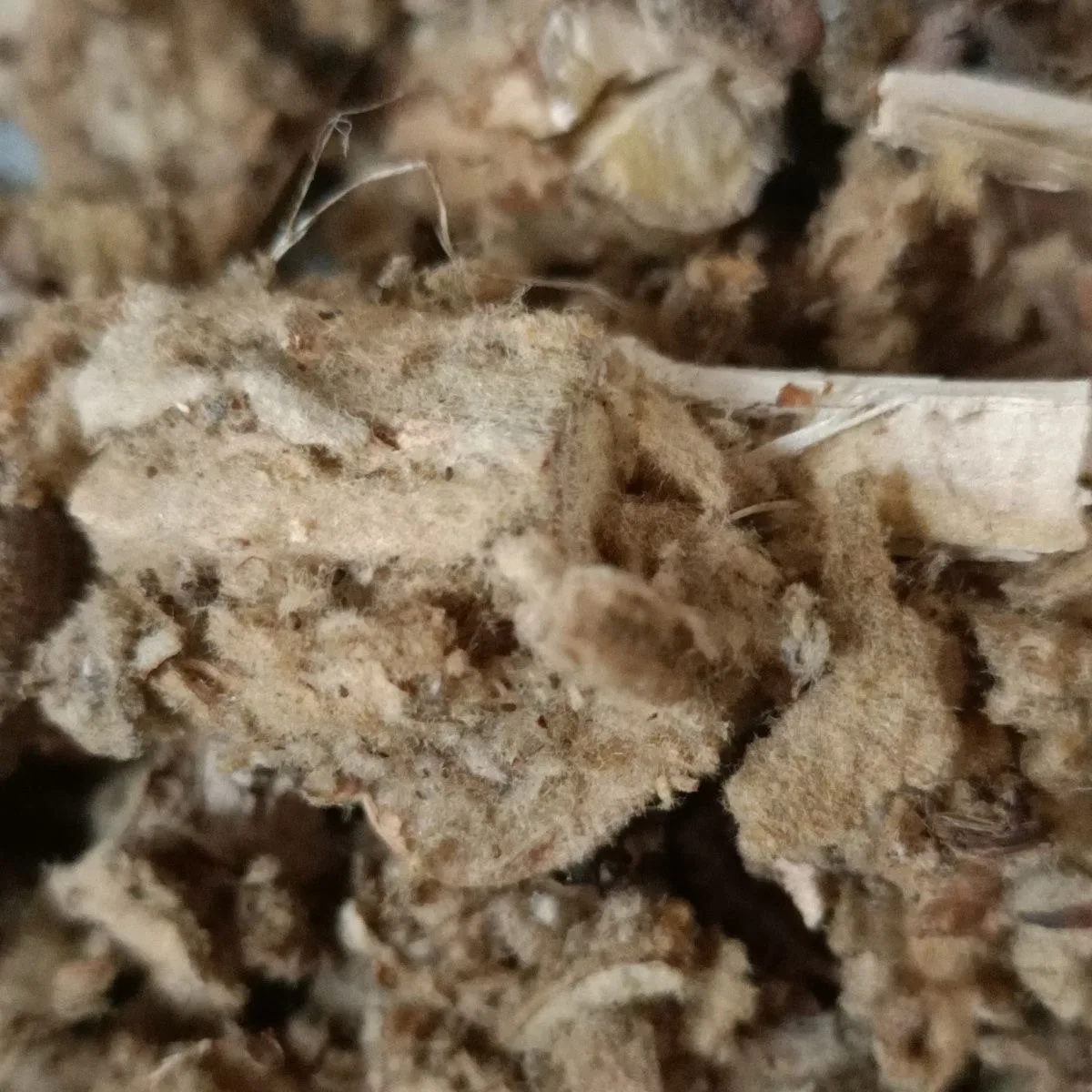 Bulk Raw Mullein Leaf Herb Chinese Herbal Flavor Natural Dried Tea ...