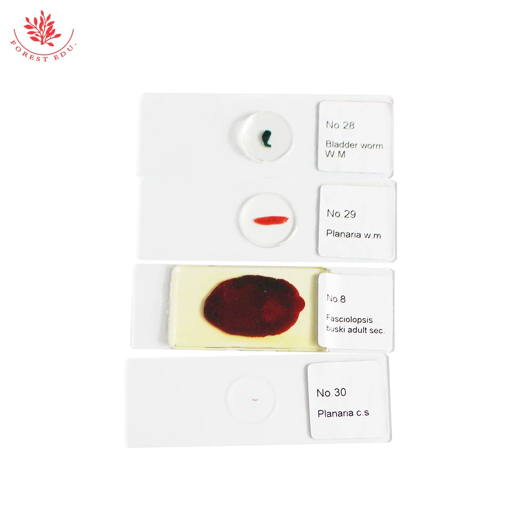 Parasite Microscope Slides - Educational Medical Tools