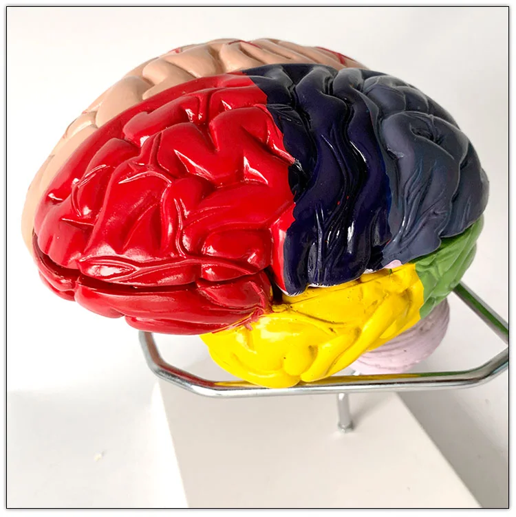 Medical Science Human Brain Model Color Division Function ...