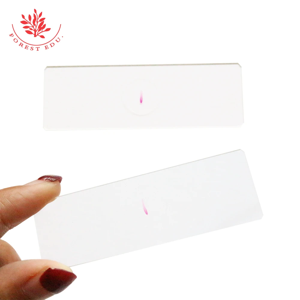 Biology Microscope Slides Root Tip Slides Plant Cells Are Cut ...