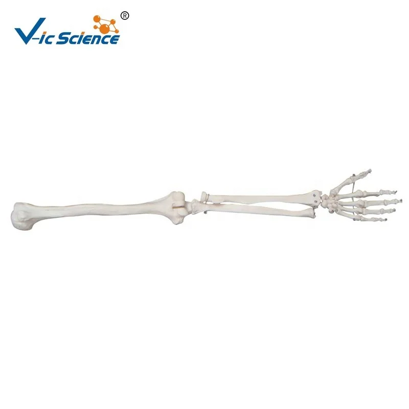 Life-size Upper Extremity (in Pairs) Plastic Skeleton Plastic Skeleton ...