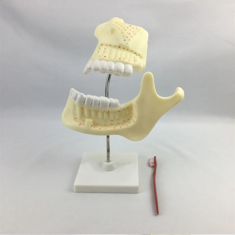 Baby Child Neonatal Teeth Model School Biological Teaching Equipment ...