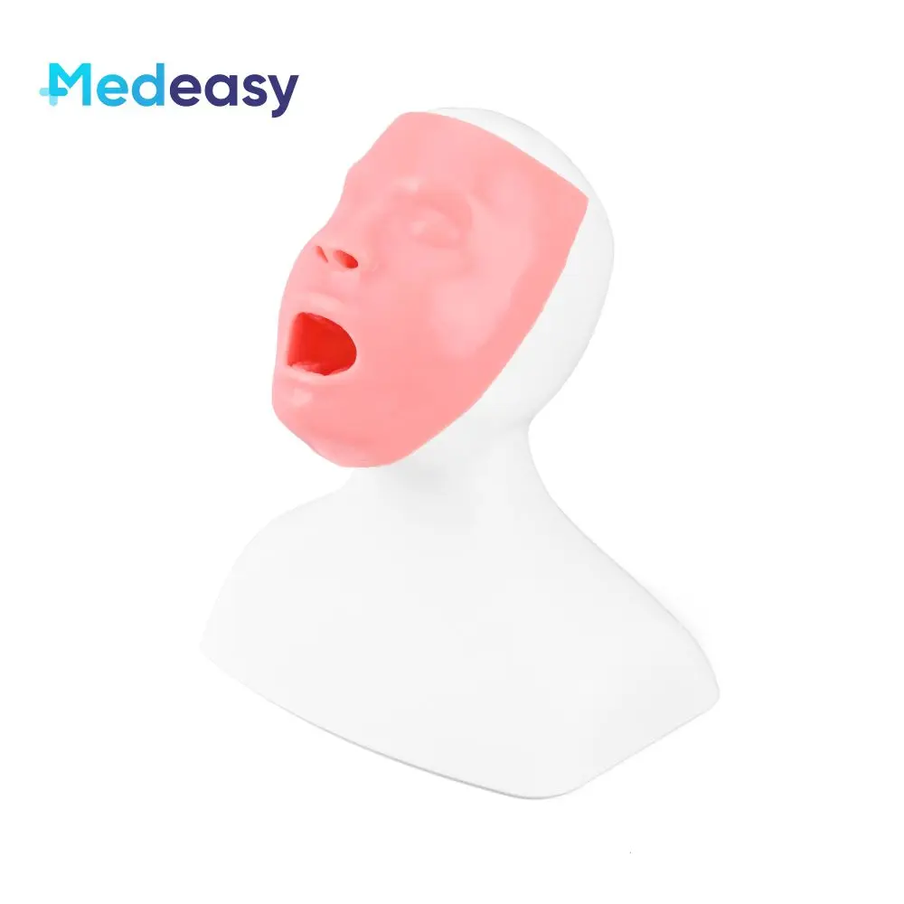 Nasopharyngeal Teaching Model, Nasopharynx Educational Training Model ...