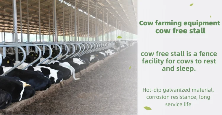 Dairy Cattle Housing Design - Hot Dip Galvanized Cow Free Stall