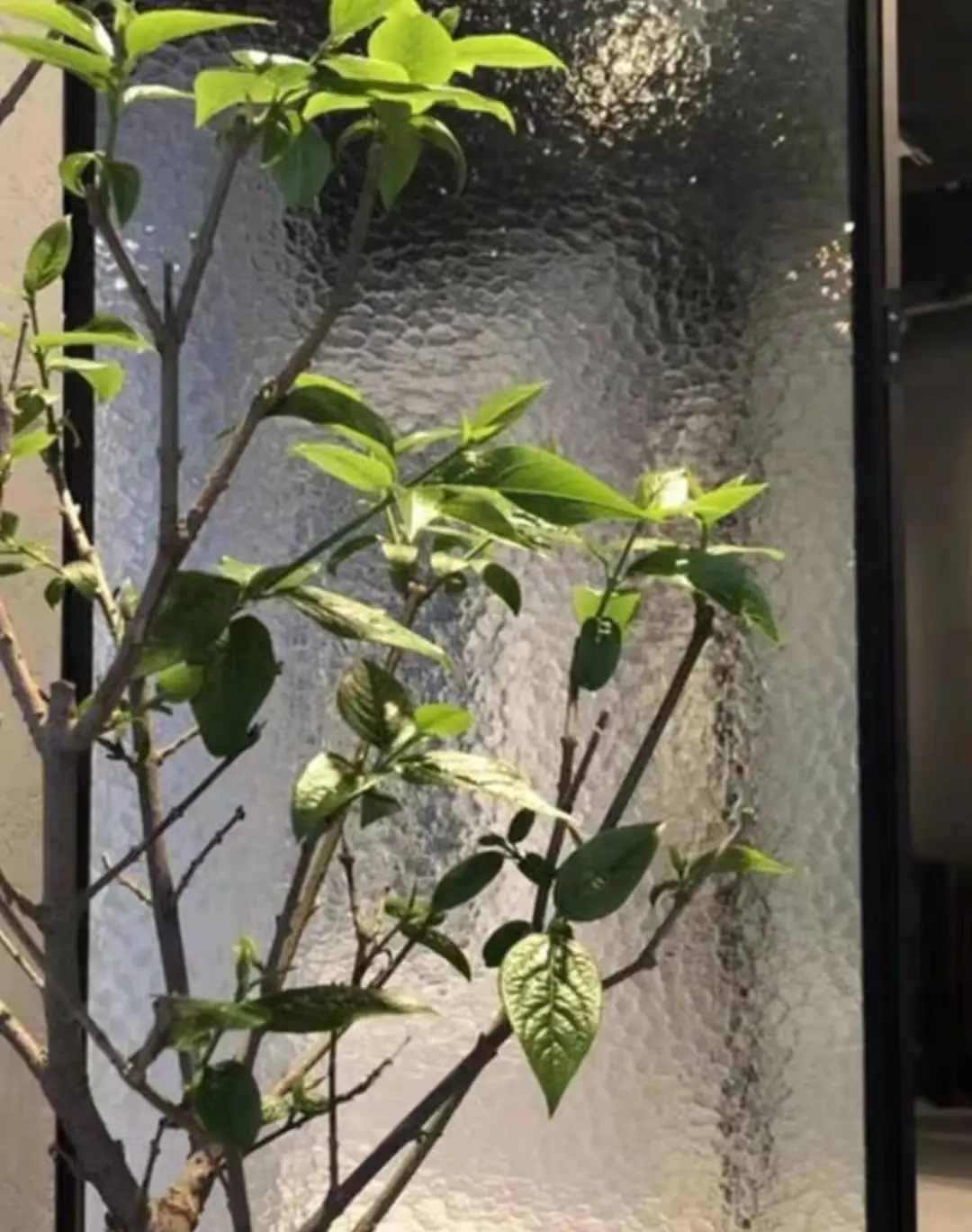 5mm Clear Patterned Glass Clear Pattern Manufacturer Shower Fluted ...