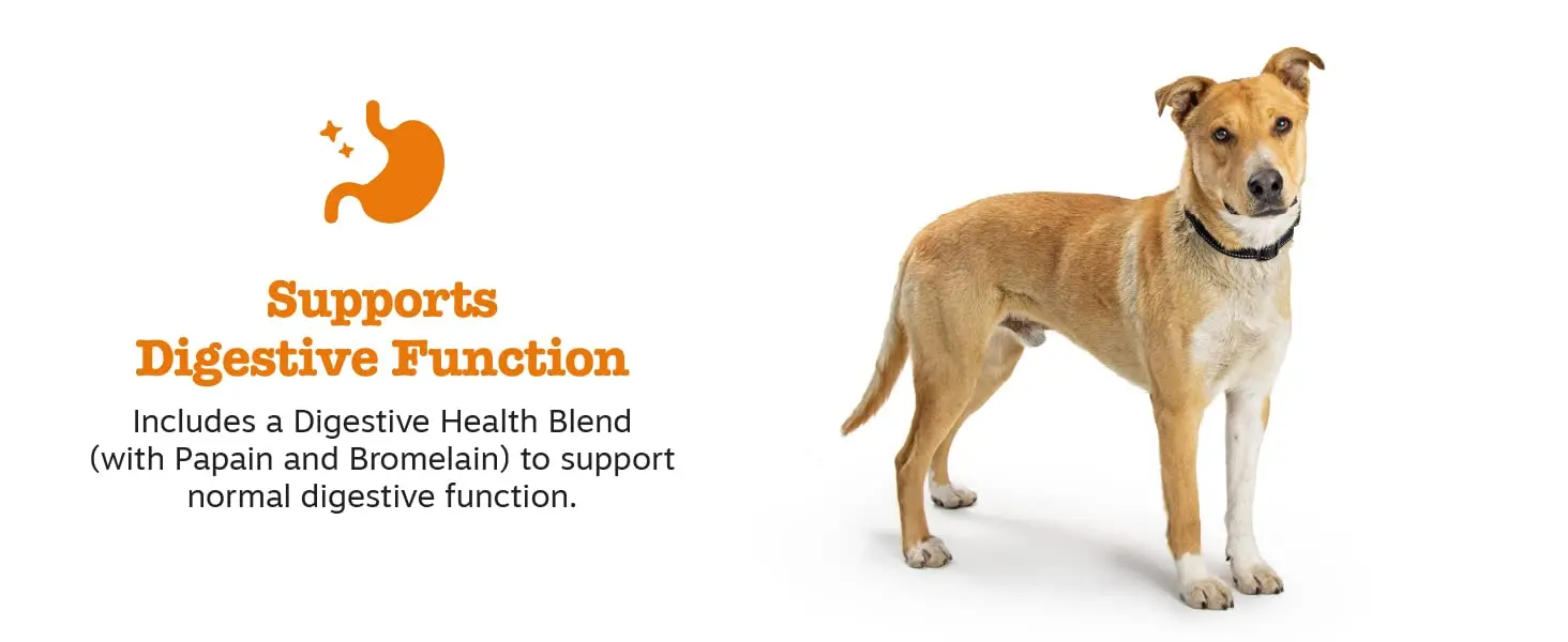 Professional Custom Brand Logo Pet Multivitamin Chew Cat Nutrition ...
